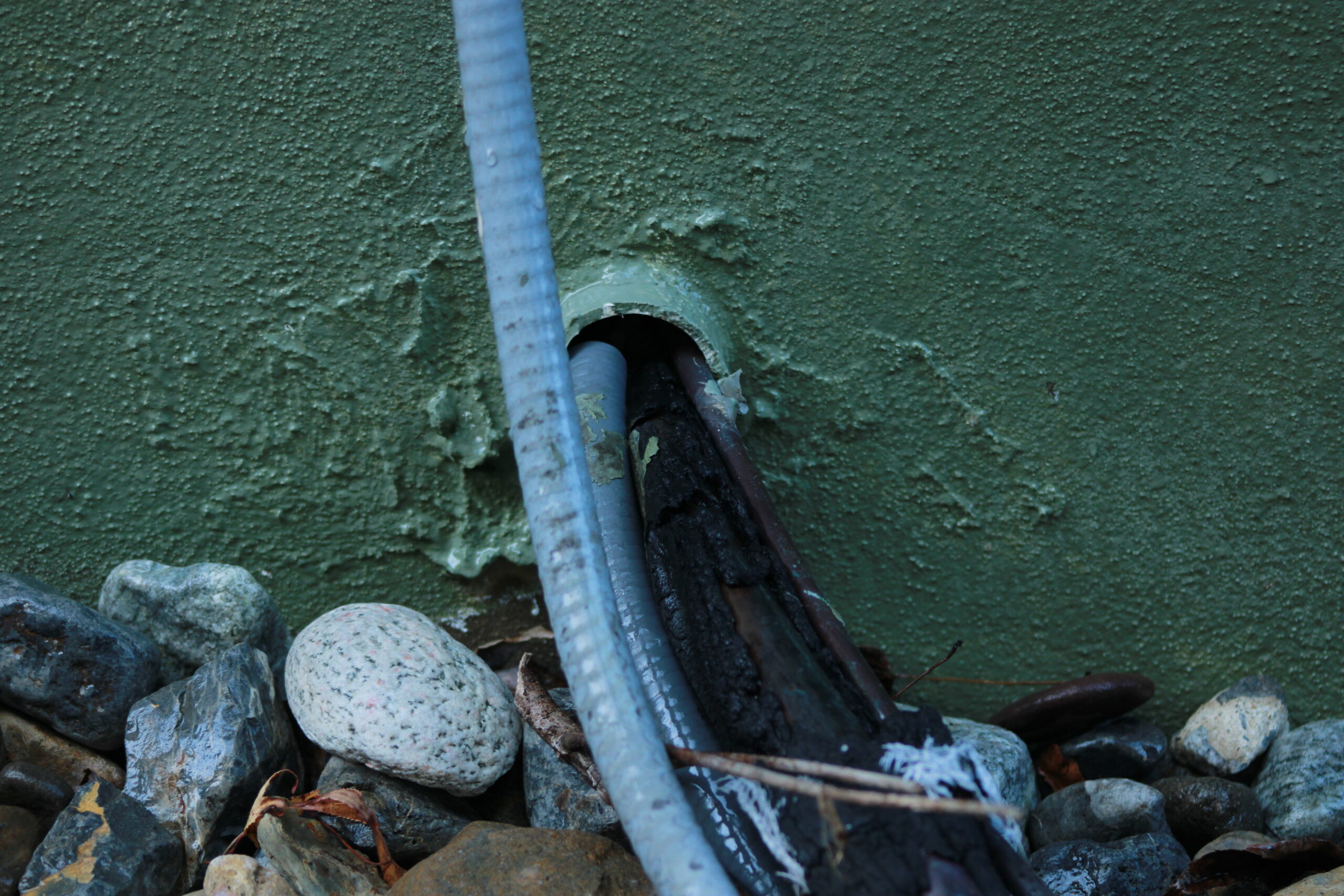 When to Call a Rodent Control Service in Raleigh, NC